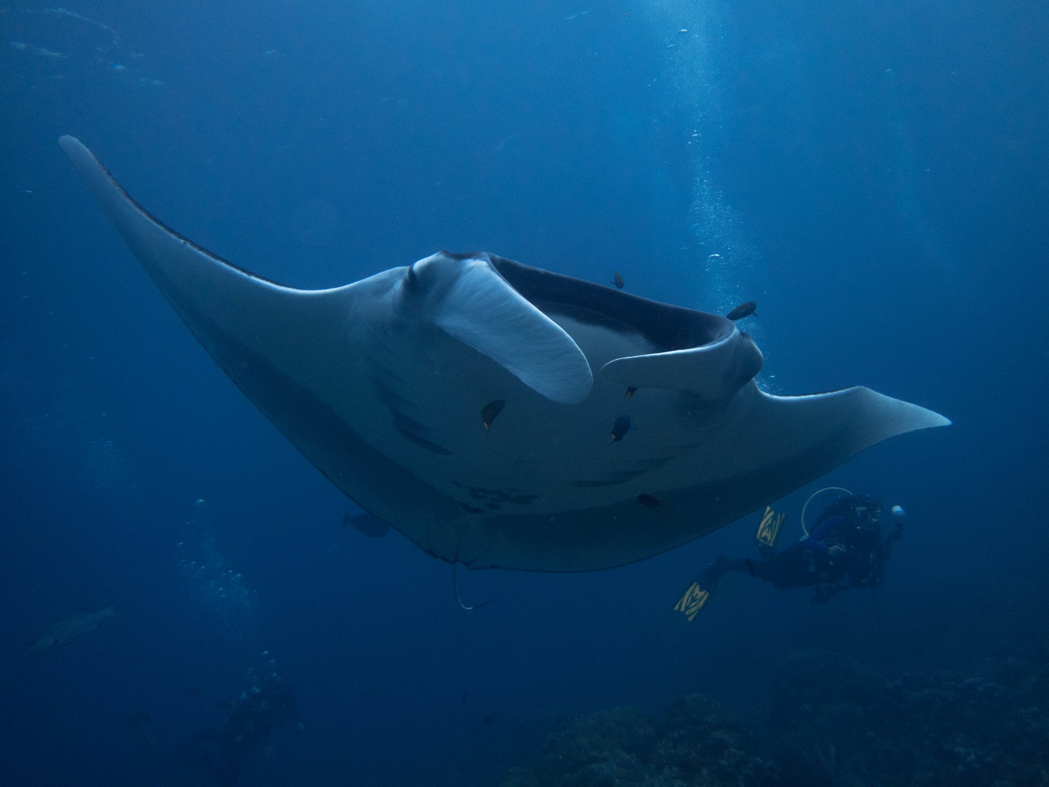 diving with giant manta rays - Costa Rica International Academy